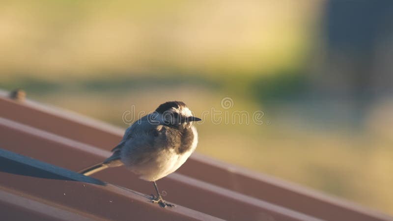 Small Bird Perching on Metal Building Roof. Stock Footage - Video of ...