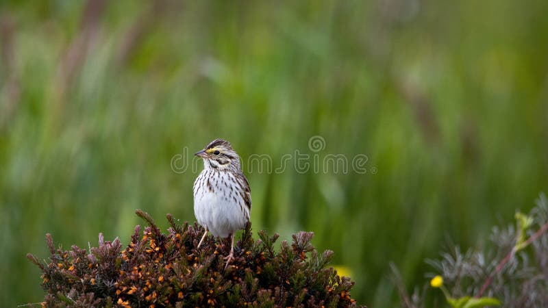 Small Bird Taking Off from a Tree Branch Stock Photo - Image of bird ...