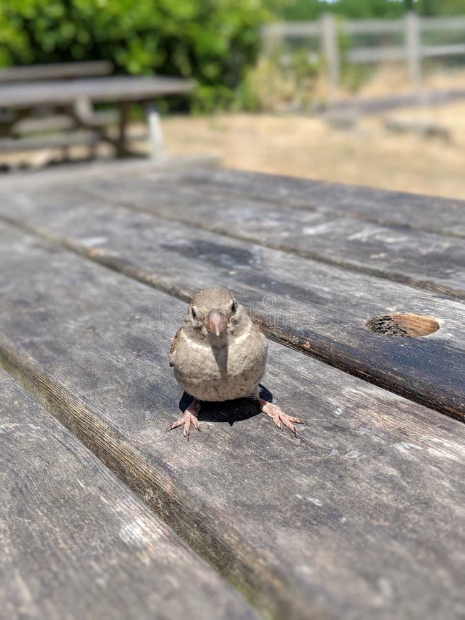 Small bird on picnic bench stock photo. Image of photograph - 125953028