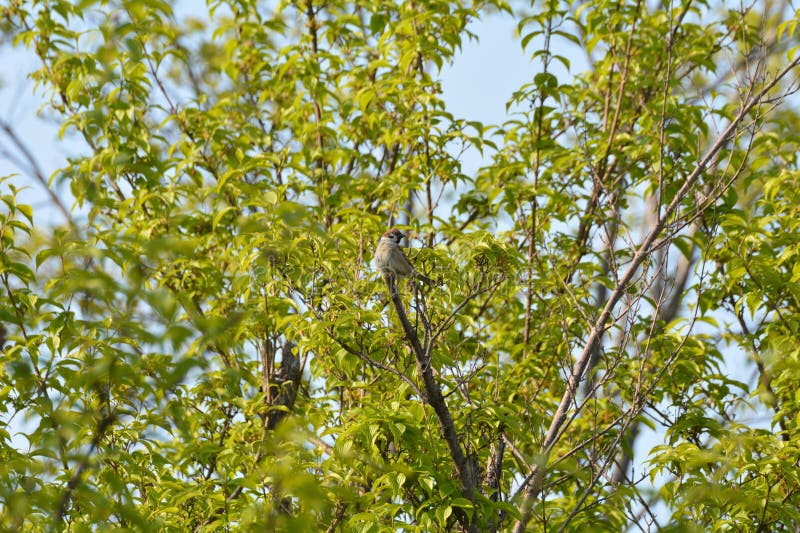 Sparrows Hopping on the Treetop, Dancing among the Lush Shadows of ...