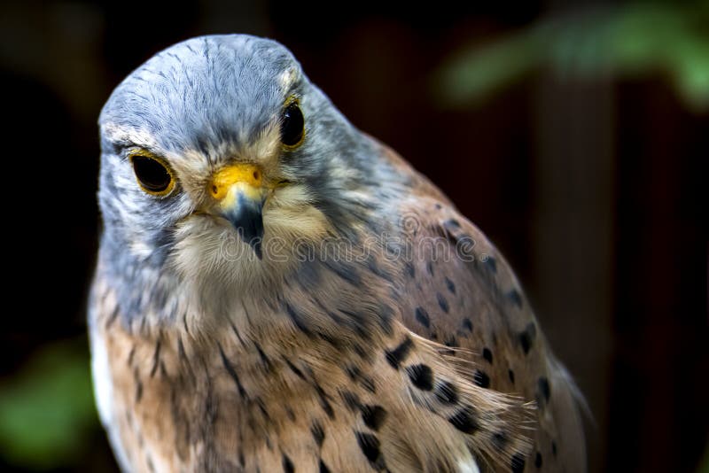 Close Up of a Hawk with Various Colors Stock Photo - Image of outdoors ...