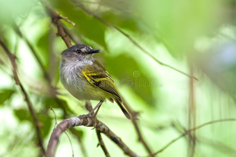 Small gray-yellow bird stock image. Image of atraction - 7723185
