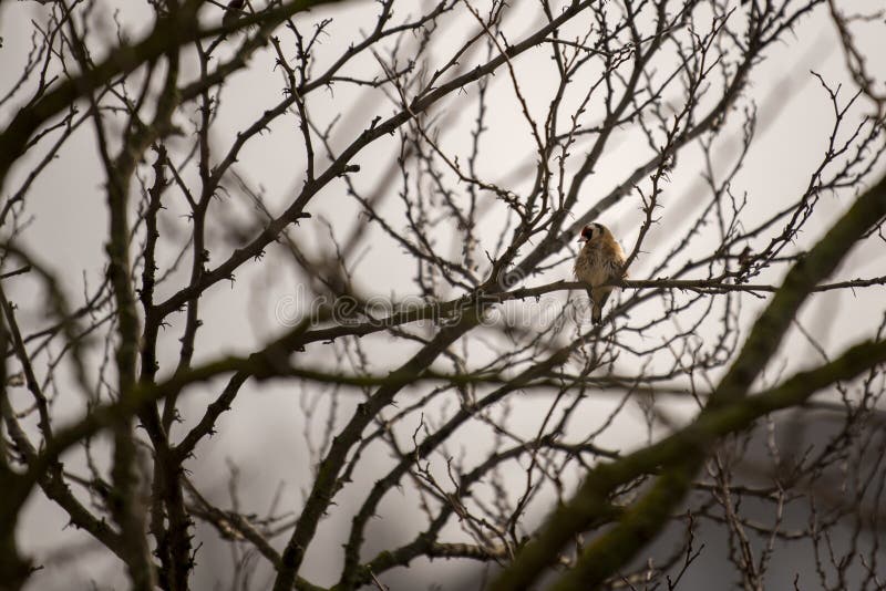 Small Bird Resting on a Large Tree in a Winter Climate Stock Photo ...