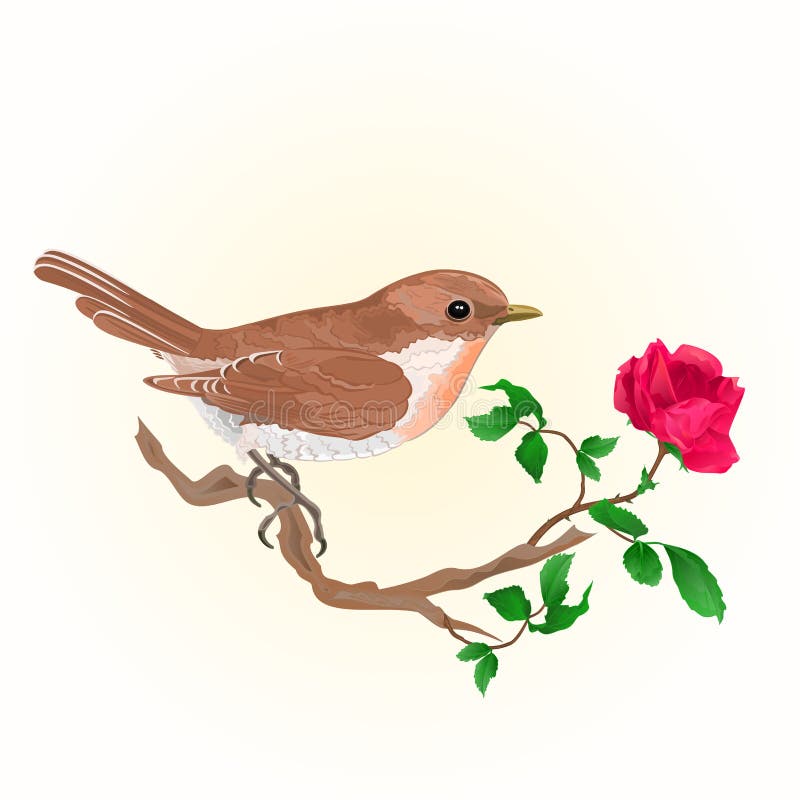 Small Bird and Rose Vintage Vector Stock Vector - Illustration of ...
