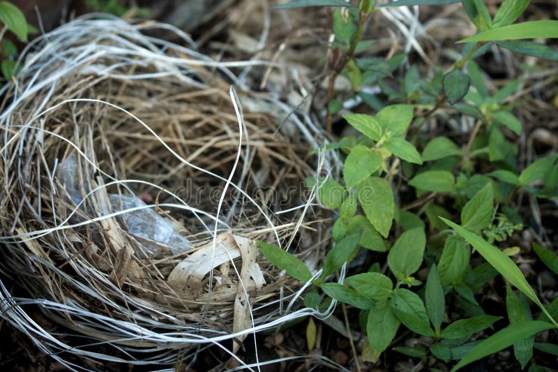 A Small Bird S Nest is in the Grass Stock Photo - Image of home, nest ...