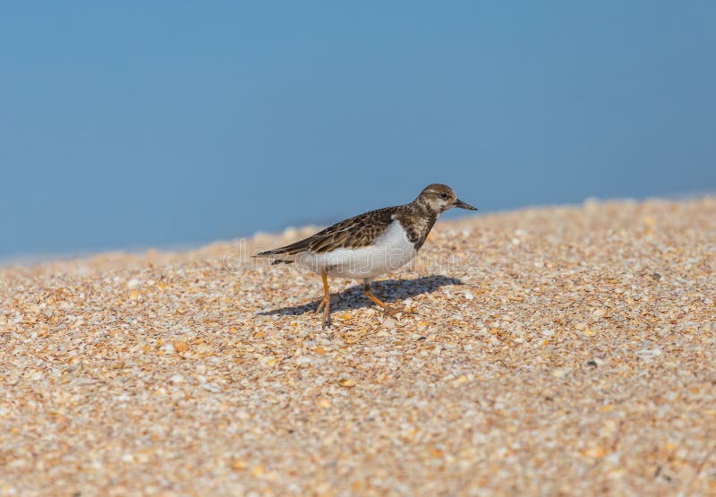 Small bird on a sand stock photo. Image of thirst, close - 78145830