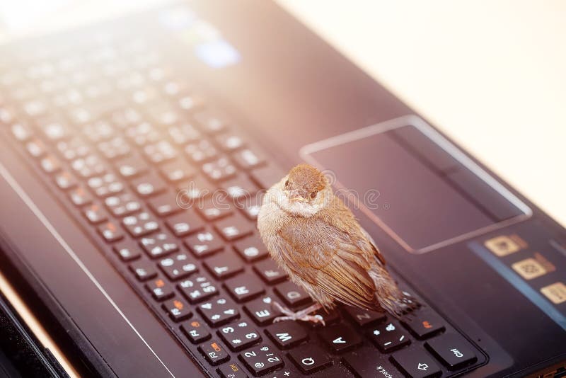 Small Bird Sitting on a Black Laptop Computer Stock Image - Image of ...