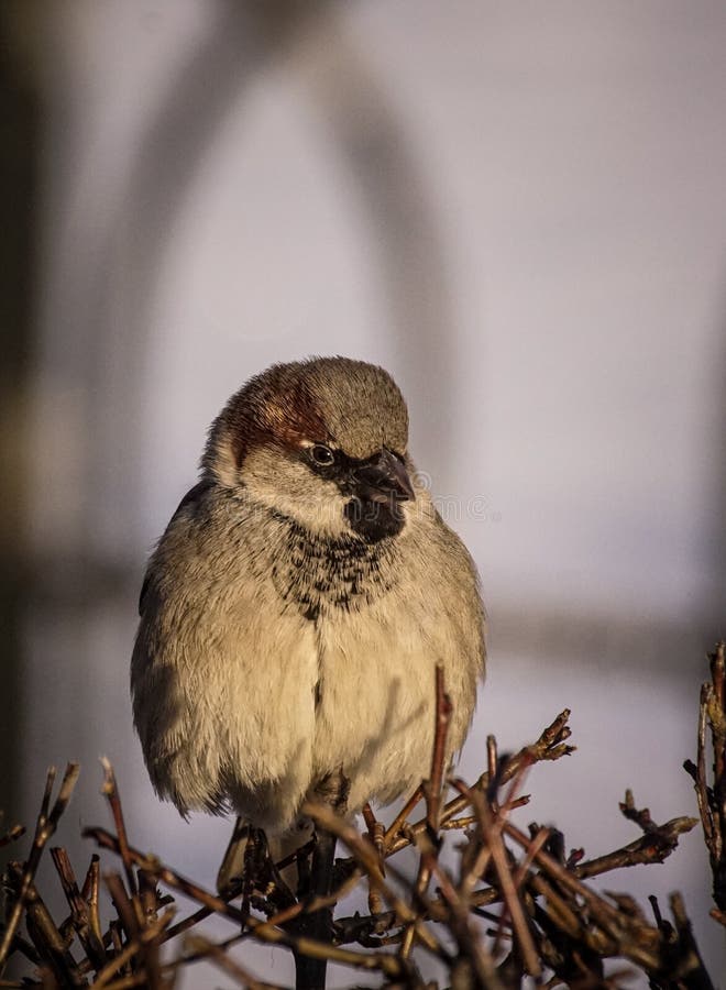 A Small Bird Sitting on a Branch Stock Image - Image of feather, small ...