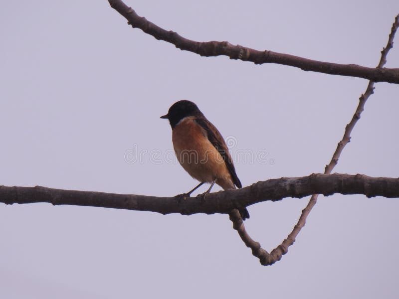 A Bird Siting on Branch of a Tree Stock Image - Image of mother, cyprus ...