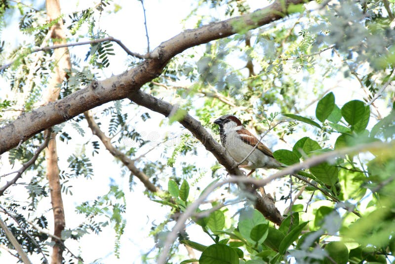A Small Bird Sitting on a Lemon Tree in Search of Food Stock Photo ...