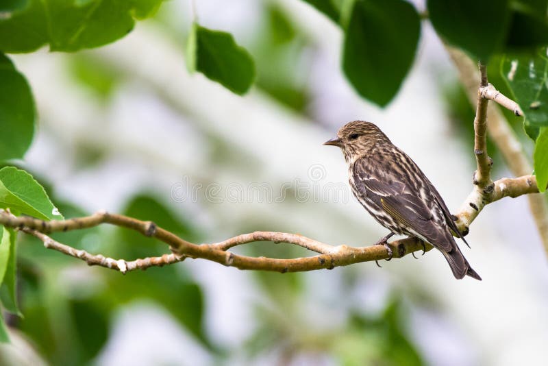 Bird in tree stock image. Image of wild, life, nature - 187792771