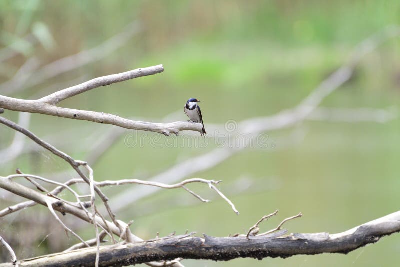 Small Bird Sitting on the Tree Branch Stock Photo - Image of feather ...