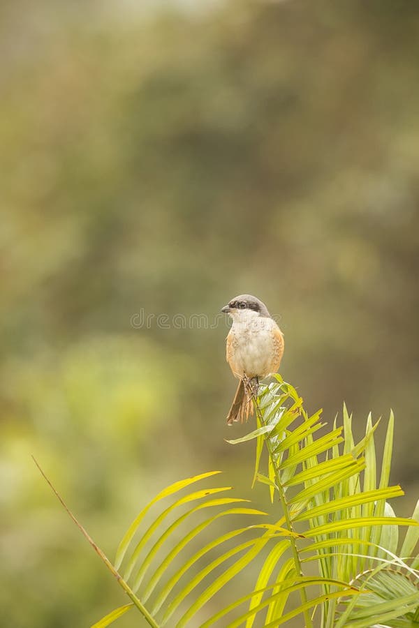 Small Bird Sitting on a Tree in Kaziranga Stock Photo - Image of ...