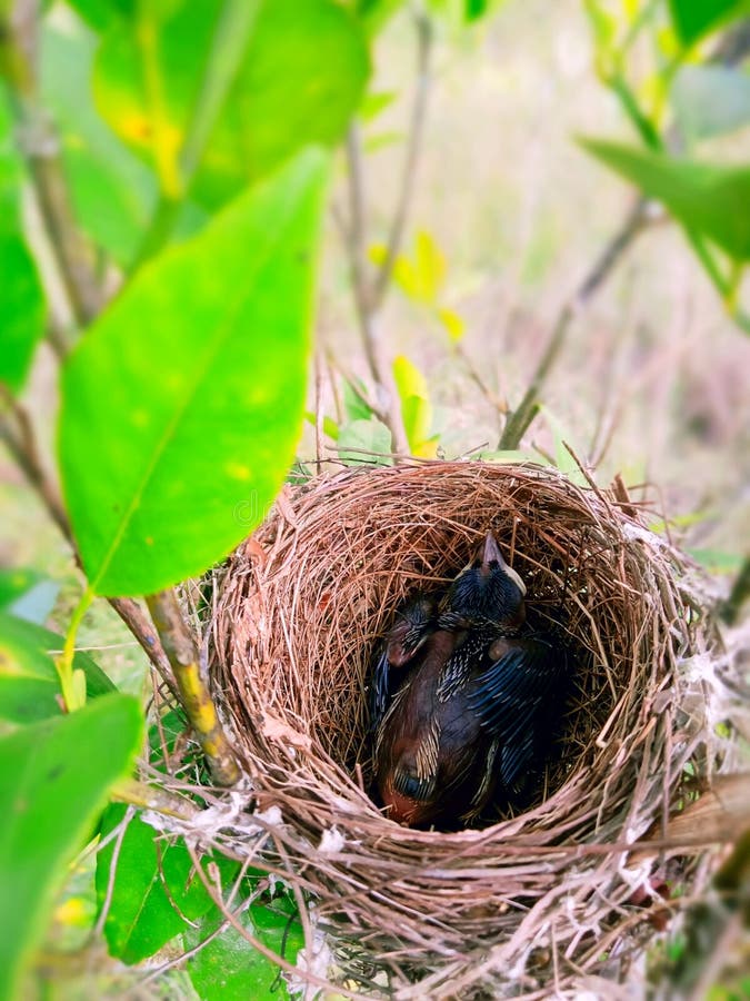 A Small Bird Sleeping in a Nest between Tree Branches Stock Photo ...