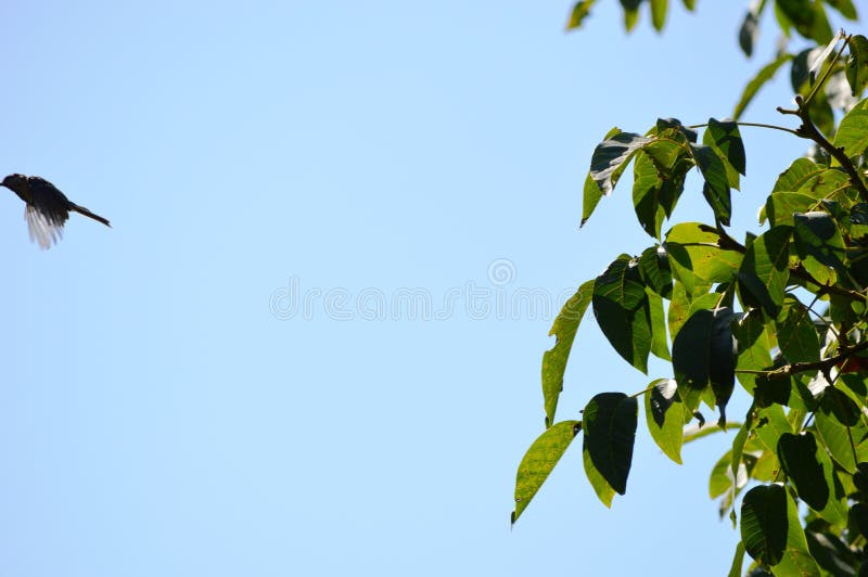 Small Bird with Spread Wings Flies Stock Photo - Image of small, spread ...