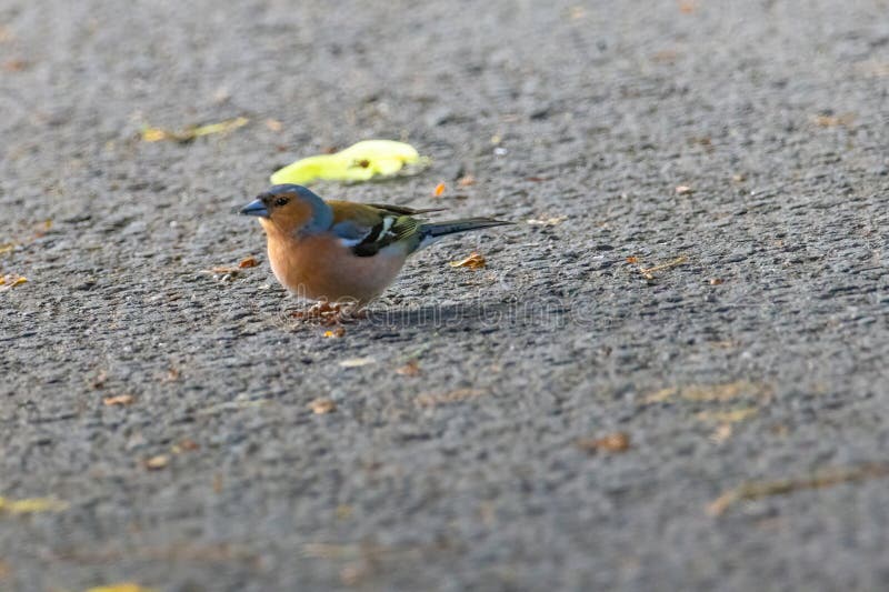 A Small Bird is Standing on a Paved Road Stock Photo - Image of beauty ...