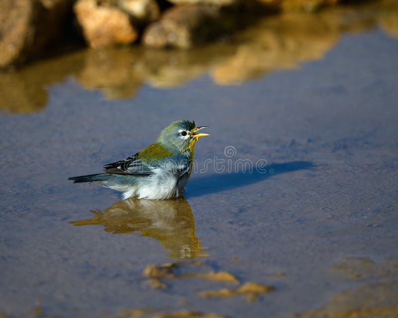 A Bird Stands in a Puddle of Muddy Assembles with Its Beak Open Stock ...