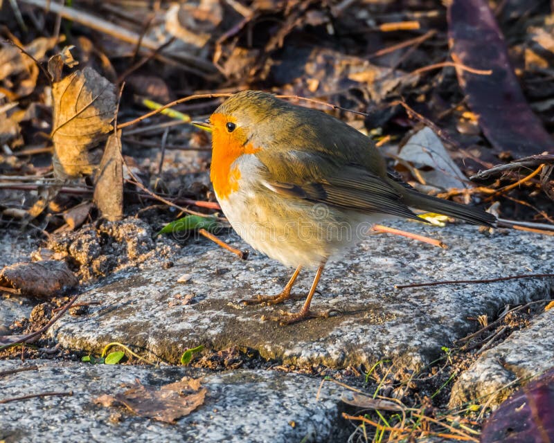 Sunlit Cute Robin Standing on Stones on the Ground Stock Photo - Image ...