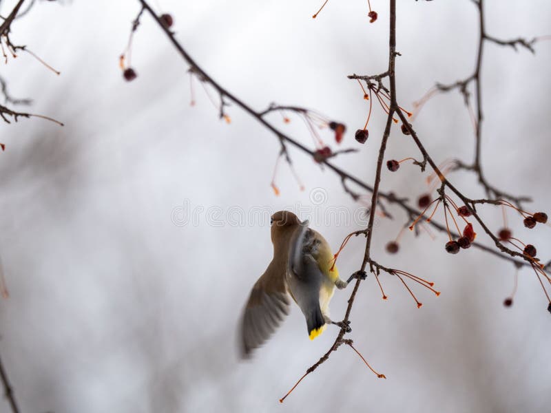 A Small Bird Taking Flight from a Berry Tree Branch Stock Image - Image ...