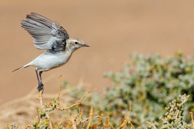 Small Bird Taking Off from a Tree Branch Stock Image - Image of nature ...