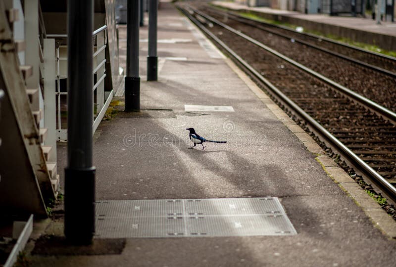 A Small Bird on the Train Station Platform with Railway Stock Photo ...