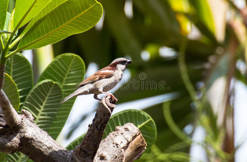 A small bird on the tree stock photo. Image of home, flowers - 95531090