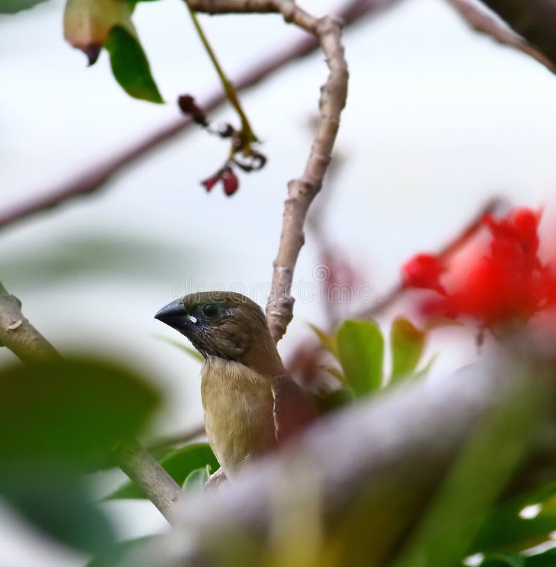 Small Bird on Tree in Fresh Nature Stock Image - Image of wild, nature ...
