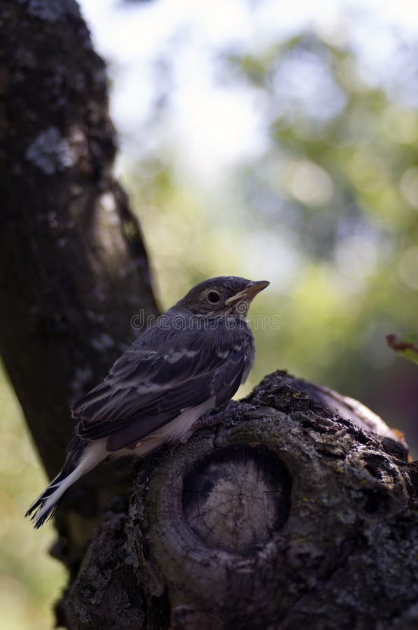 Small bird on the tree stock image. Image of perch, small - 42403401