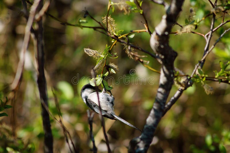 Black-Capped Chickadee Small Bird in Tree Stock Photo - Image of alaska ...
