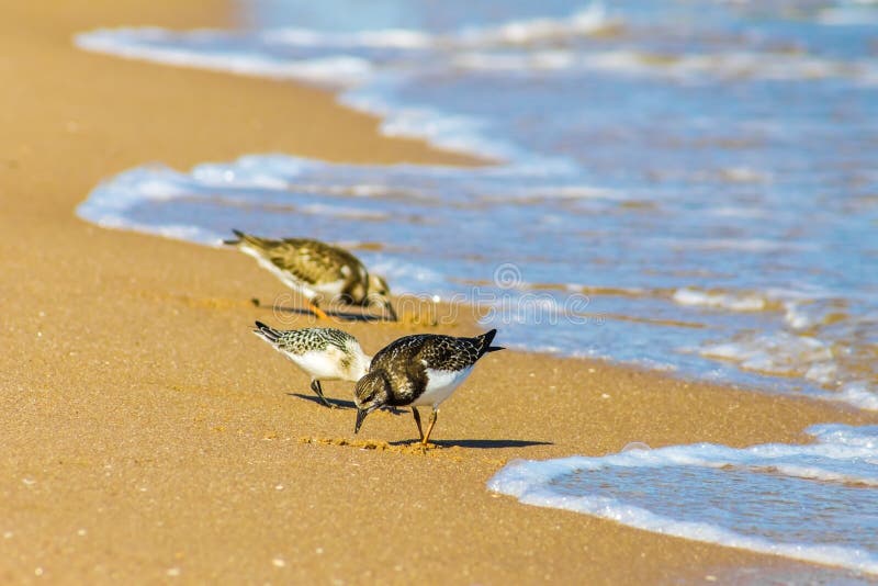 Small Bird Walks on the Beach, Ocean Beach, Nature Background Stock ...