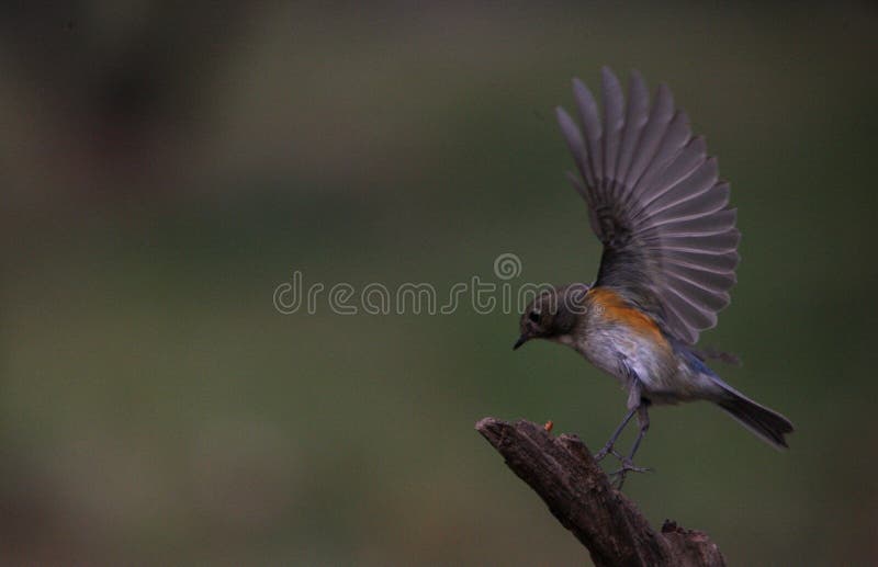 Small Bird with Wings Flapping Stock Image - Image of colourfull, tree ...