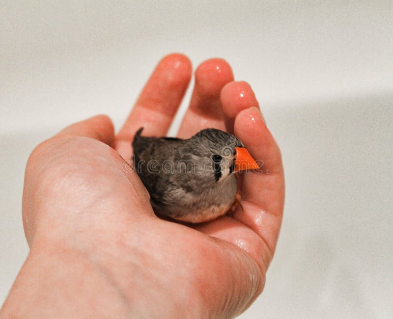 Bird zebra finch in hand stock photo. Image of livestock - 191390292