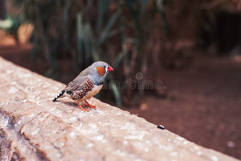 Small Bird Zebra Finch from One Side on a Natural Environment Stock ...