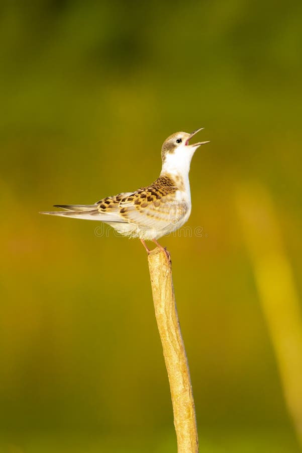 Small Birds in Danube Delta , Bird Mating Call , Wildlife Bird Watching ...