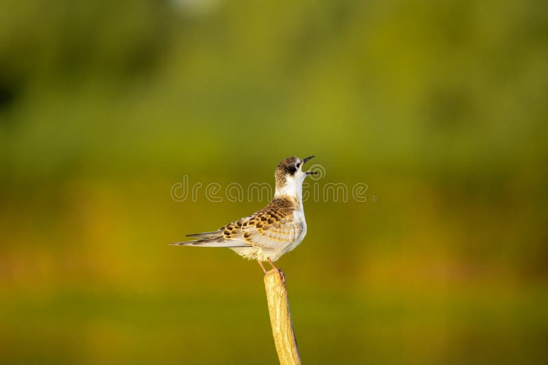 Small Birds in Danube Delta , Bird Mating Call , Wildlife Bird Watching ...