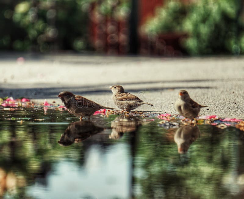 Small Birds Drinking Water in Puddle Stock Image - Image of duck ...