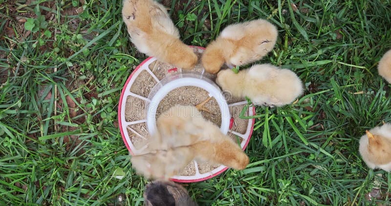 Small Birds Eating from Special Feeder in a Rural Farm Environment ...
