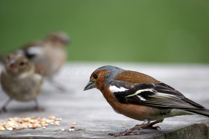 Small Birds Feeding on a Table Stock Photo - Image of food, feeding ...