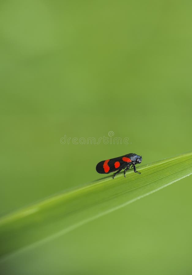 Small Birds Insect on a Leaf Stock Image - Image of insect, macro: 41072039