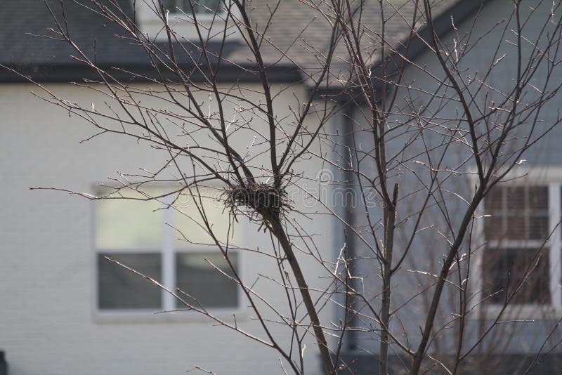 Small Birds Nest in a Small Tree Stock Photo - Image of wall, spring ...