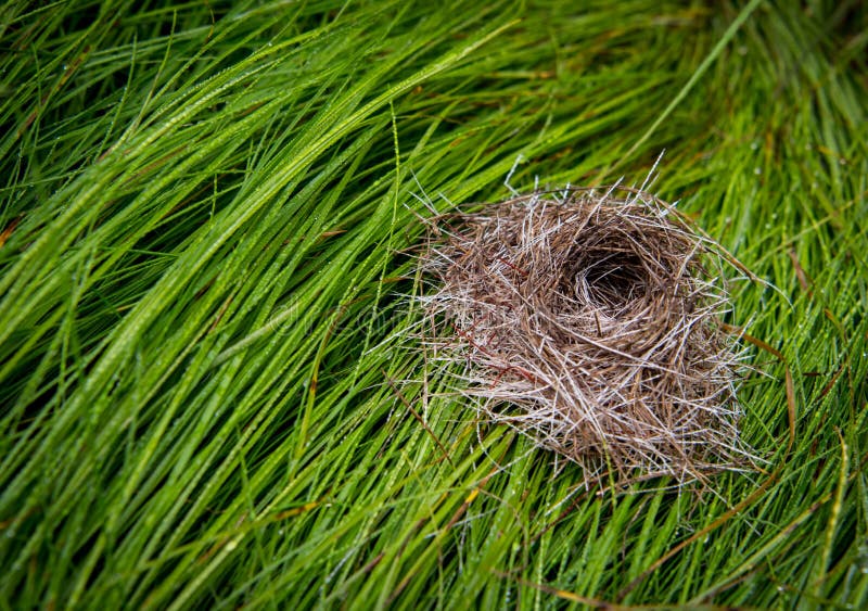 Small Birds Nest on Wet Grass Stock Image - Image of animal, bird ...
