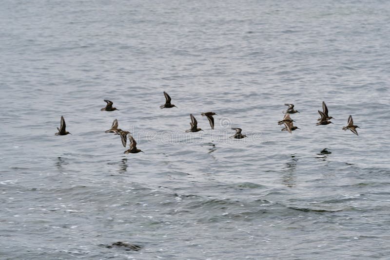 Small Birds Over the Water Surface Stock Photo - Image of water, birds ...