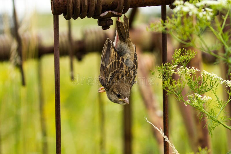 455 Scared Birds Stock Photos - Free & Royalty-Free Stock Photos from ...