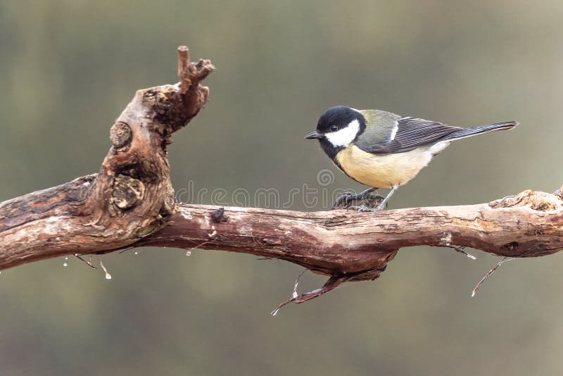 Small Birds in the Wild Photographed from a Hide on a Morning Stock ...