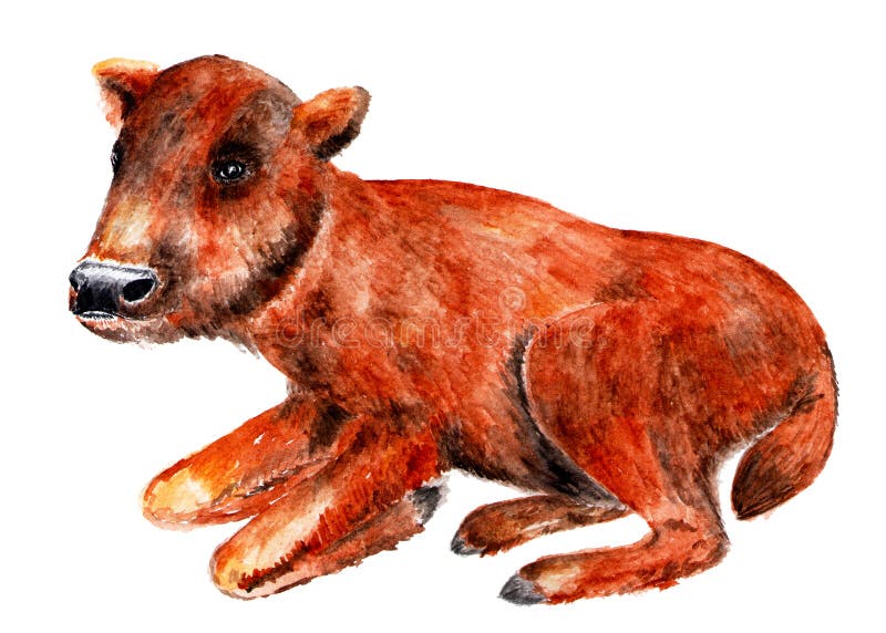 Baby Bison Stock Illustrations – 561 Baby Bison Stock Illustrations ...