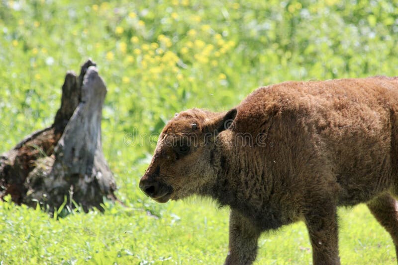 Two Small Bison Calves Standing in Field. Stock Photo - Image of ...