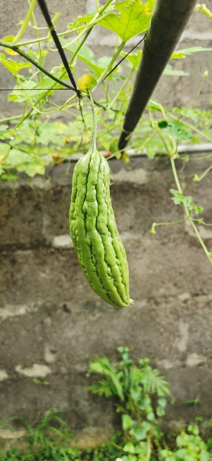 Small Bitter Melon Vegetable Stock Image - Image of harvest, ready ...