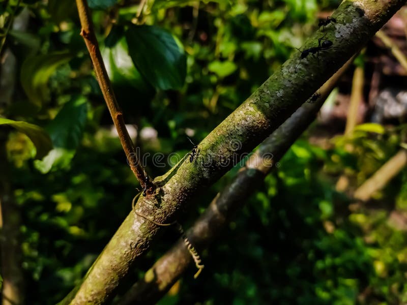 A Small Black Ant Set on a Trees Branch and Morning Sunlight Fall on ...