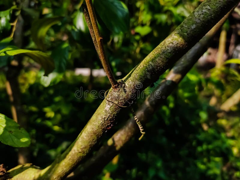 A Small Black Ant Set on a Trees Branch and Morning Sunlight Fall on ...