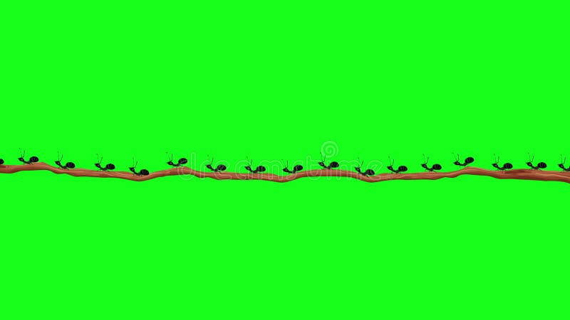 Small Black Ants on a Branch in Seamless Loop Alpha Channel Stock ...